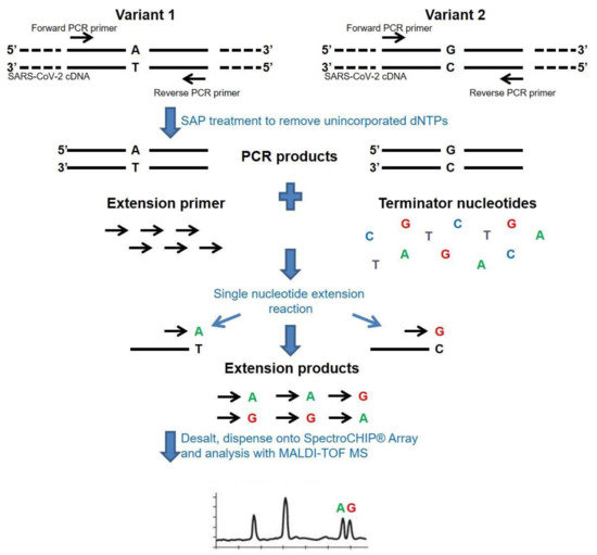 Superiority of MALDI-TOF Mass Spectrometry over Real-Time PCR for SARS ...