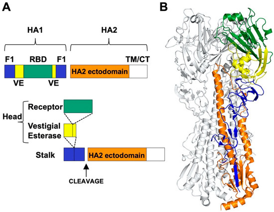 Viruses | Free Full-Text | Hemagglutinin Stability and Its Impact on ...