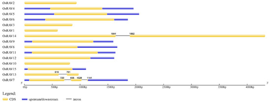 Genome-Wide Analysis of the RAV Transcription Factor Genes in Rice ...
