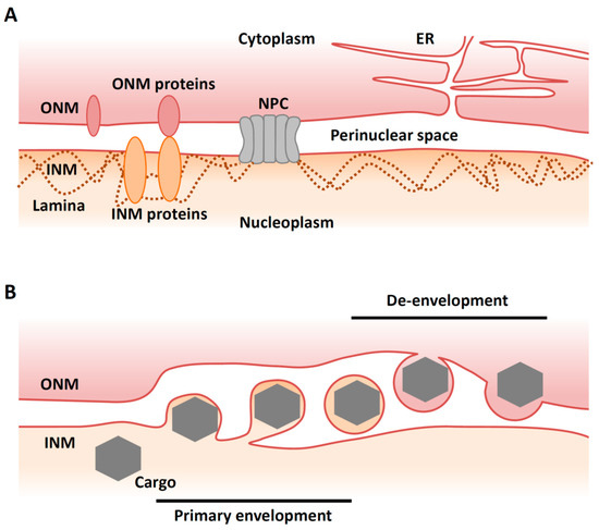 Host and Viral Factors Involved in Nuclear Egress of Herpes Simplex Virus 1