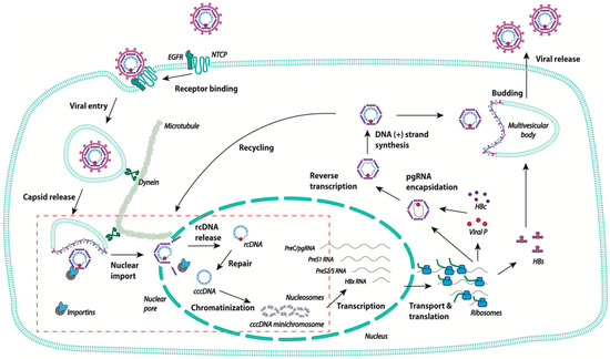 Early Steps of Hepatitis B Life Cycle: From Capsid Nuclear Import to ...