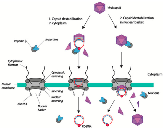 Early Steps of Hepatitis B Life Cycle: From Capsid Nuclear Import to ...