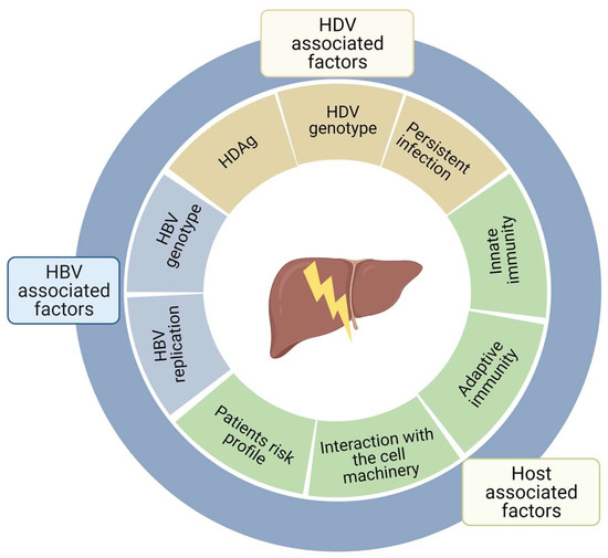 HDV Pathogenesis: Unravelling Ariadne’s Thread