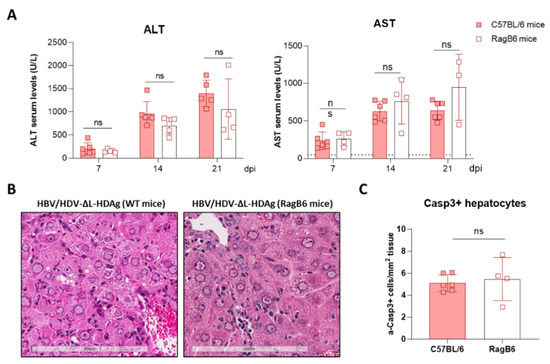 AAV-HDV: An Attractive Platform for the In Vivo Study of HDV Biology ...