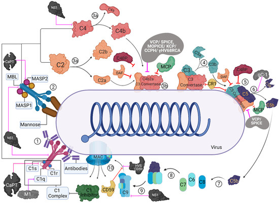 Viruses | Free Full-Text | Complement Proteins as Soluble Pattern ...