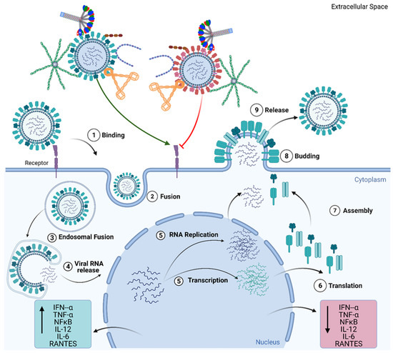 Viruses | Free Full-Text | Complement Proteins as Soluble Pattern ...