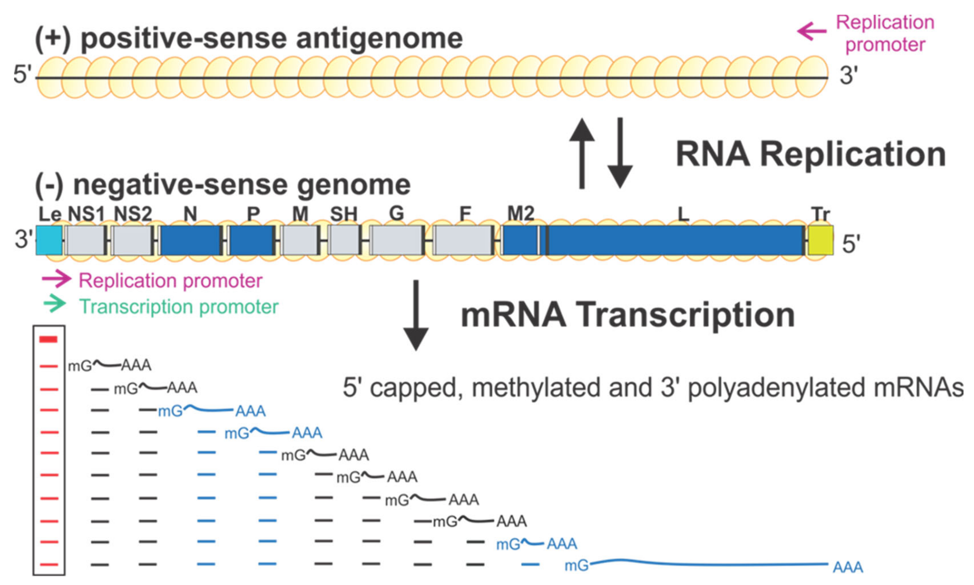 Structural Insights into the Respiratory Syncytial Virus RNA Synthesis ...