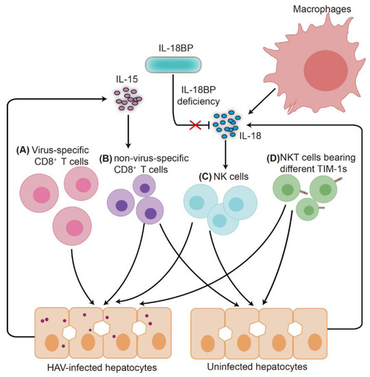 Mechanisms of Hepatocellular Injury in Hepatitis A