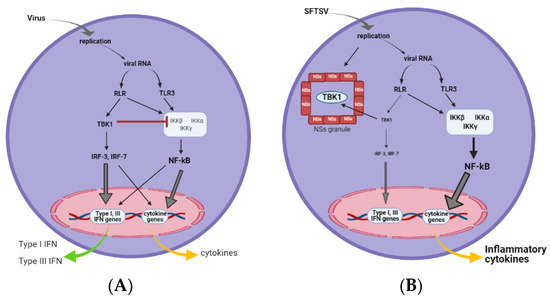 The Role of Non-Structural Protein NSs in the Pathogenesis of Severe ...
