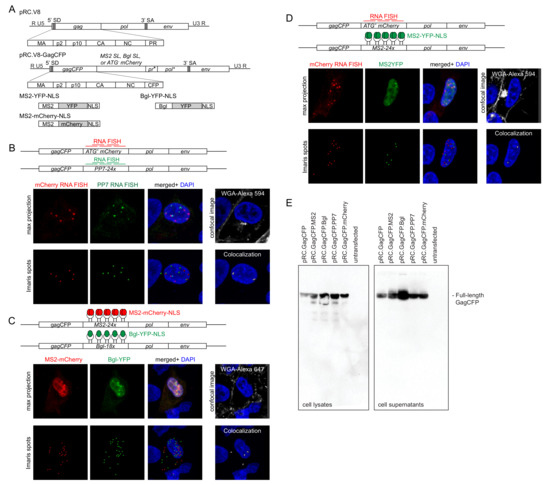 Visualizing Rous Sarcoma Virus Genomic RNA Dimerization in the Nucleus ...
