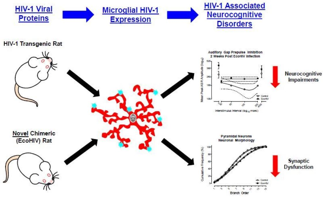 Viruses | Free Full-Text | Microglial HIV-1 Expression: Role in HIV-1 ...