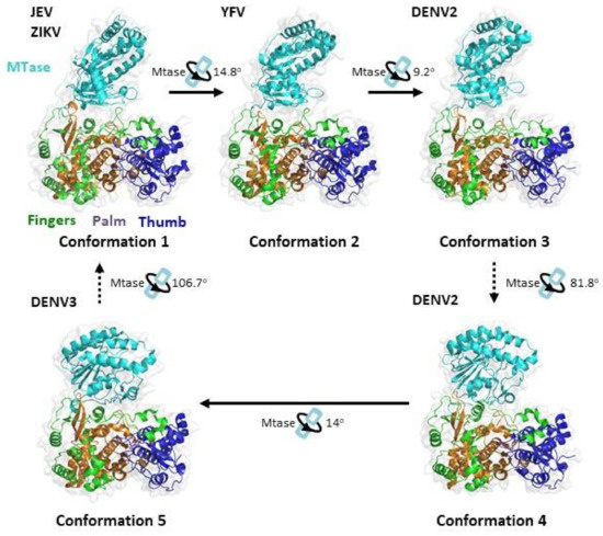 Molecular Insights into the Flavivirus Replication Complex