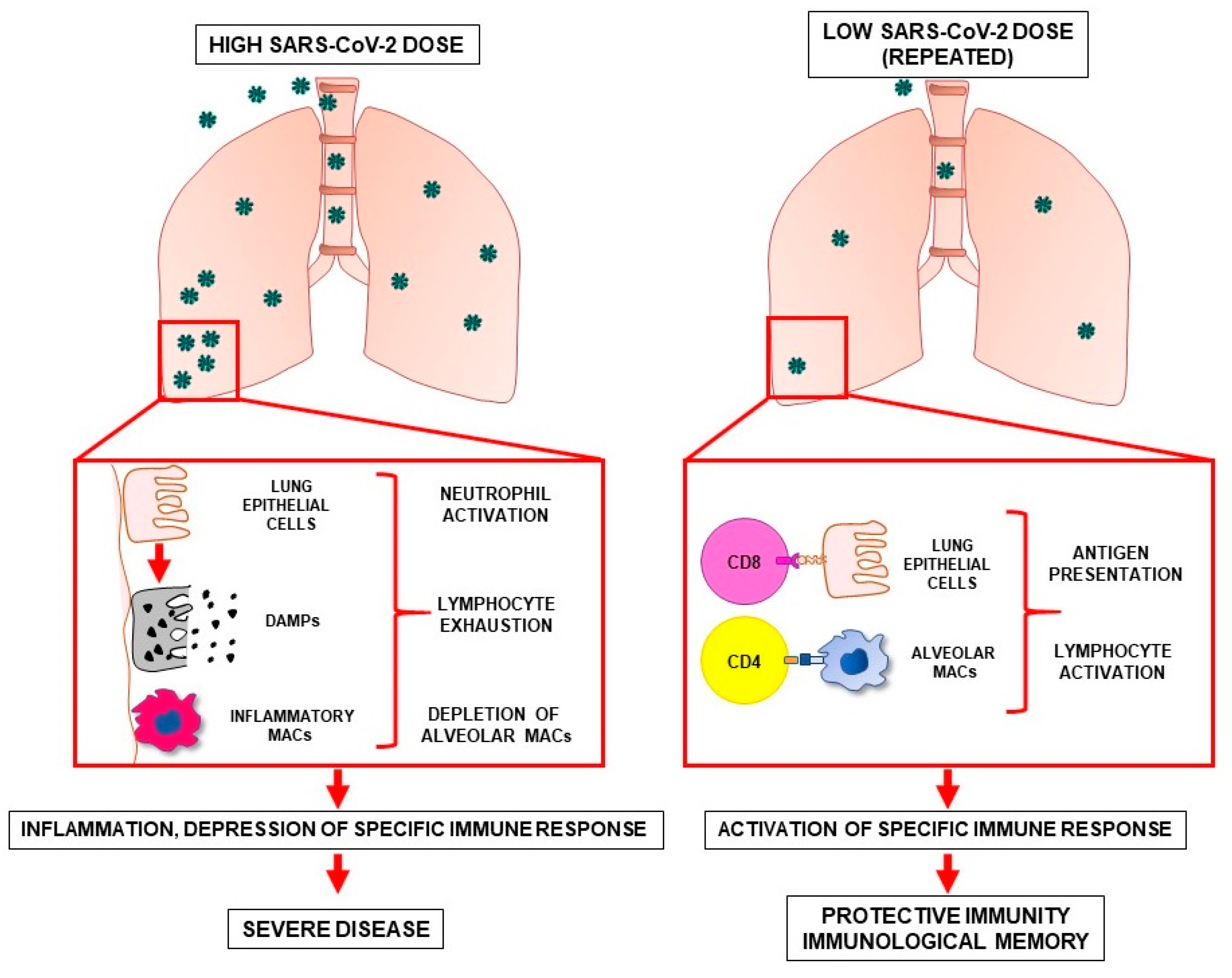 Viruses | Free Full-Text | Repeated Exposure to Subinfectious Doses of ...