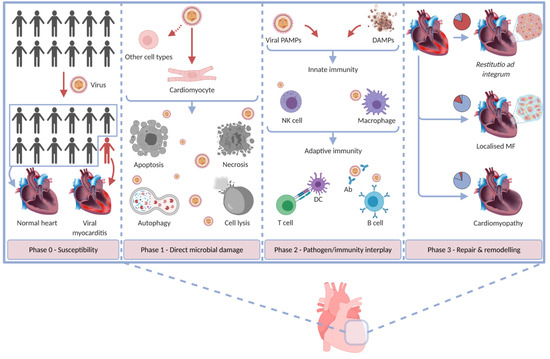 Toll-Like Receptors: Are They Taking a Toll on the Heart in Viral ...