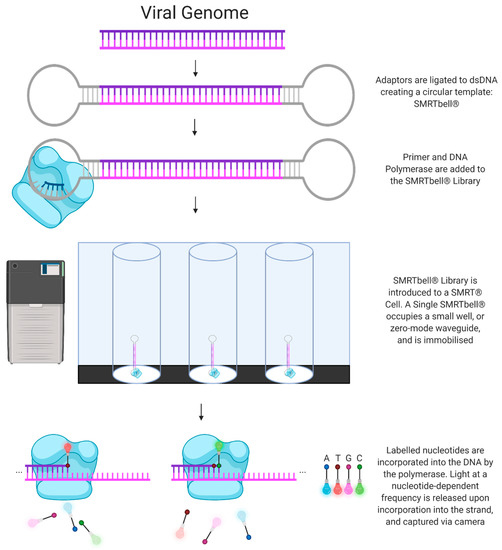 Applications of Deep Mutational Scanning in Virology