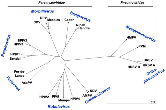 Sendai Virus-Vectored Vaccines That Express Envelope Glycoproteins of ...
