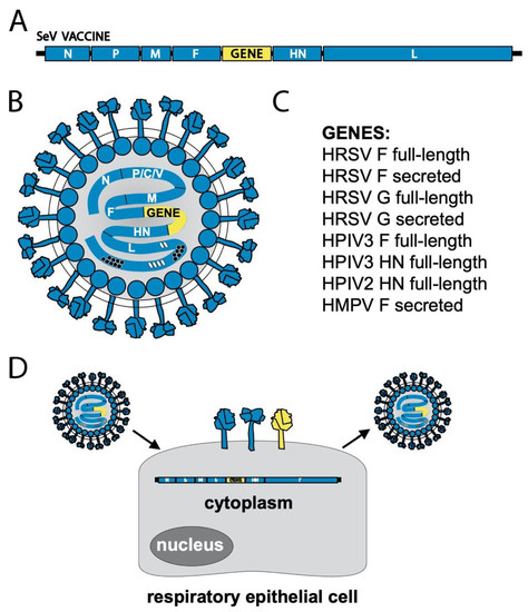 Sendai Virus-Vectored Vaccines That Express Envelope Glycoproteins of ...