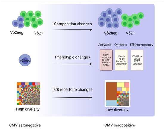 Revisiting the Role of γδ T Cells in Anti-CMV Immune Response after ...