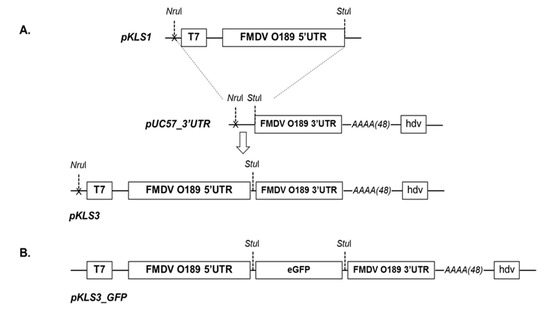 A Novel Plasmid DNA-Based Foot and Mouth Disease Virus Minigenome for ...