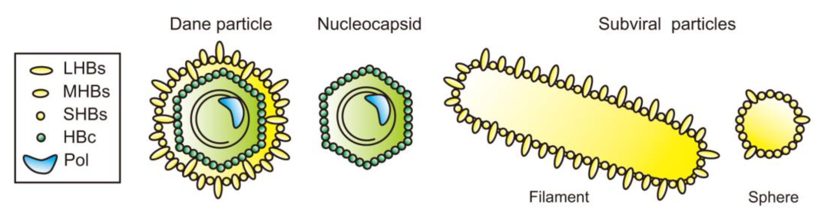 Viruses Free Full Text Envelope Proteins Of Hepatitis B Virus