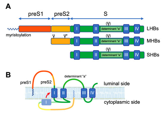 Envelope Proteins of Hepatitis B Virus: Molecular Biology and ...