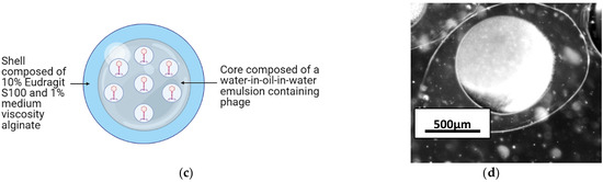 Viruses | Free Full-Text | Bacteriophage Encapsulation in pH-Responsive ...