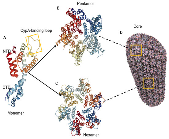 The Role of Capsid in the Early Steps of HIV-1 Infection: New Insights ...