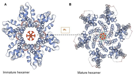 The Role of Capsid in the Early Steps of HIV-1 Infection: New Insights ...