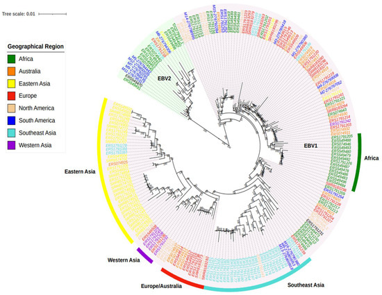Comprehensive Evolutionary Analysis of Complete Epstein–Barr Virus ...