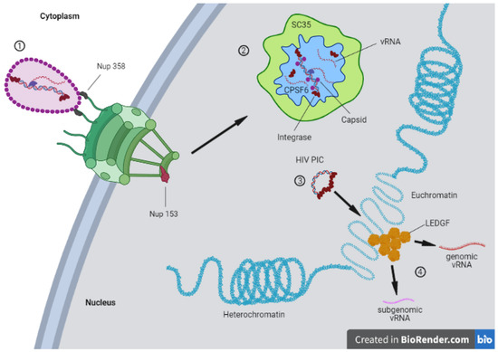 The Viral Capsid: A Master Key to Access the Host Nucleus