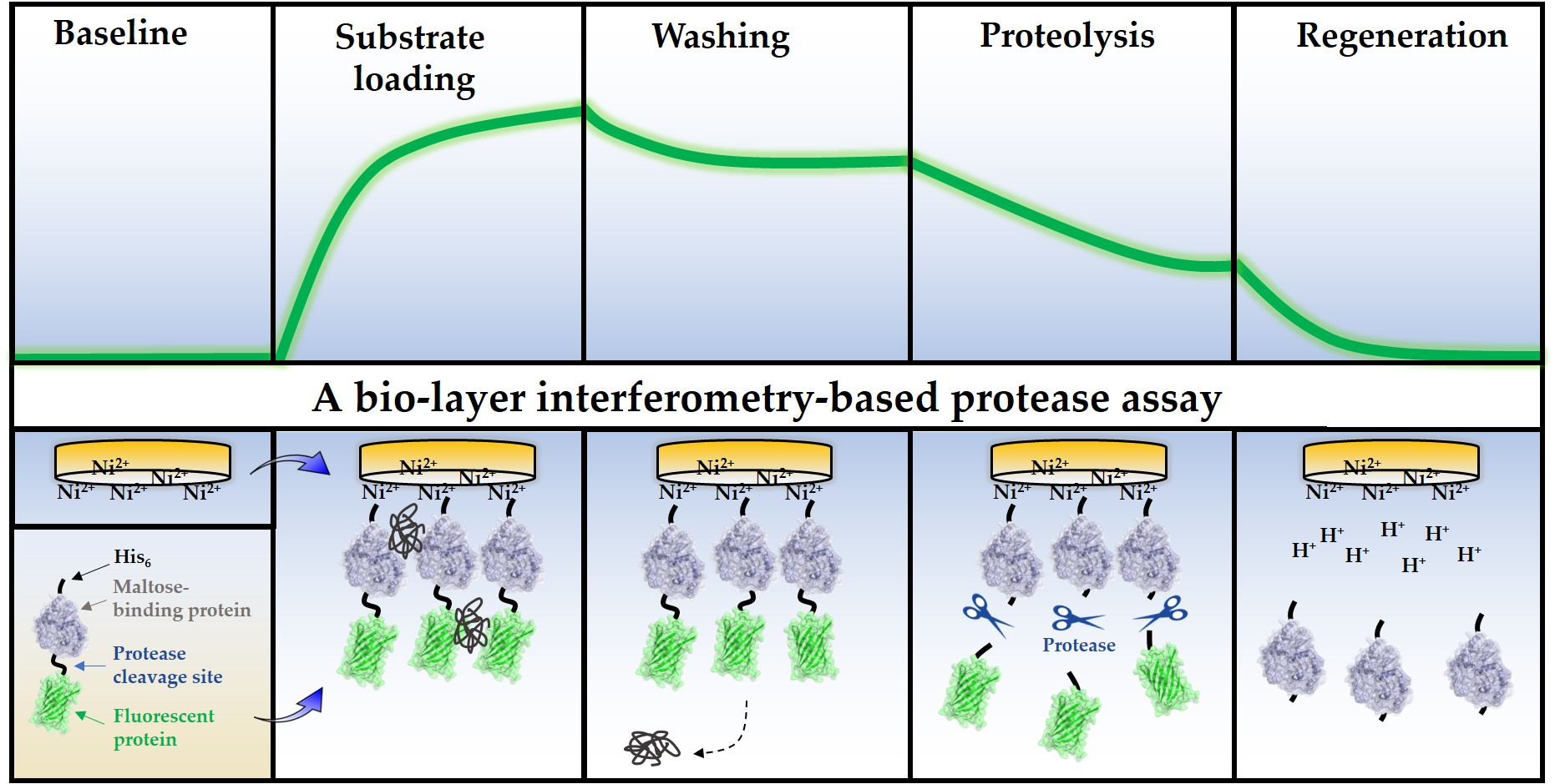 Viruses | Free Full-Text | Development of a Bio-Layer Interferometry ...