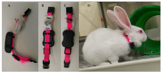 Viruses | Free Full-Text | Age and Infectious Dose Significantly Affect ...