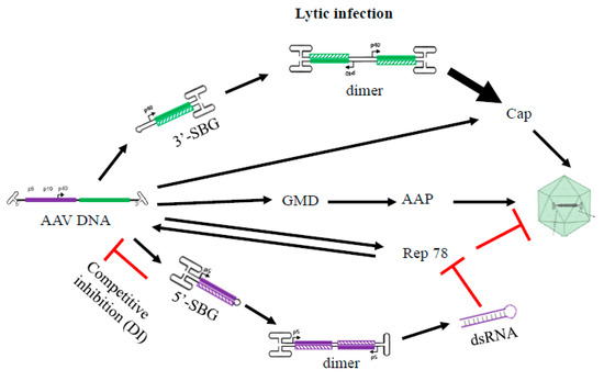 Satellite Subgenomic Particles Are Key Regulators of Adeno-Associated ...