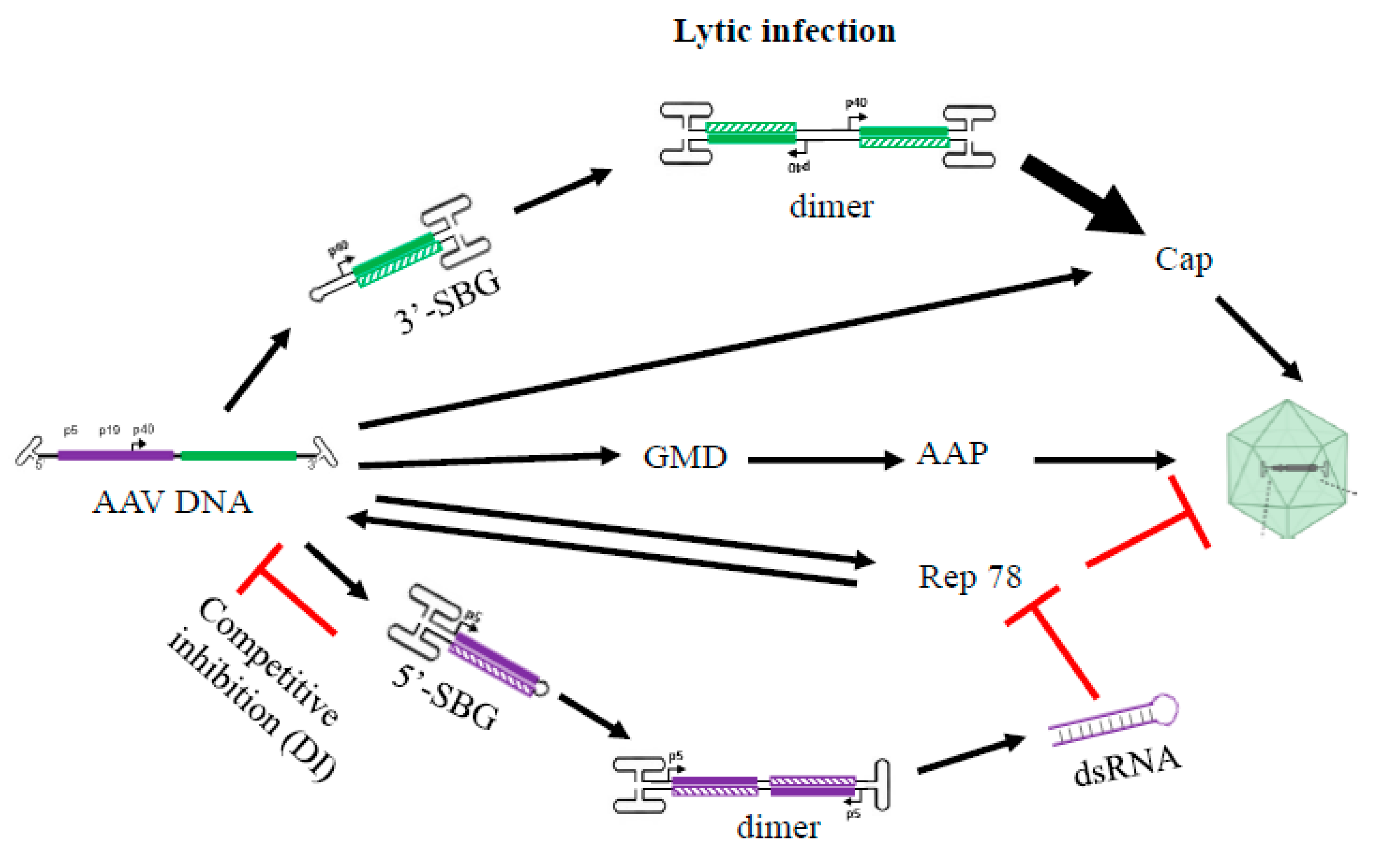 Satellite Subgenomic Particles Are Key Regulators of Adeno-Associated ...