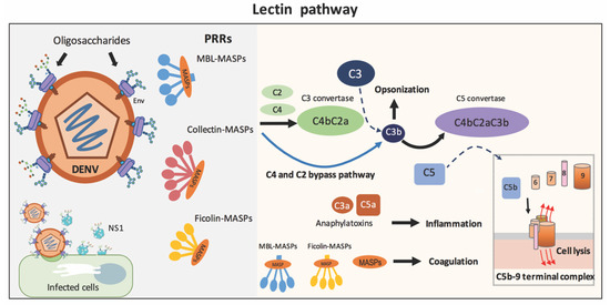 Dengue and the Lectin Pathway of the Complement System