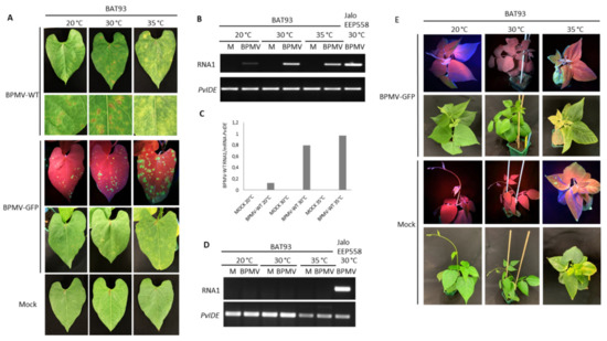R-BPMV-Mediated Resistance to Bean pod mottle virus in Phaseolus ...