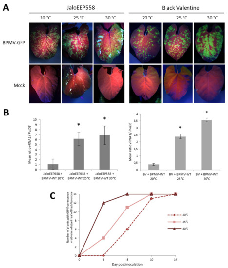 R-BPMV-Mediated Resistance to Bean pod mottle virus in Phaseolus ...