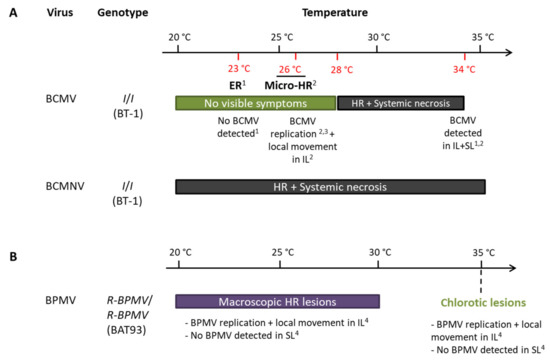 R-BPMV-Mediated Resistance to Bean pod mottle virus in Phaseolus ...