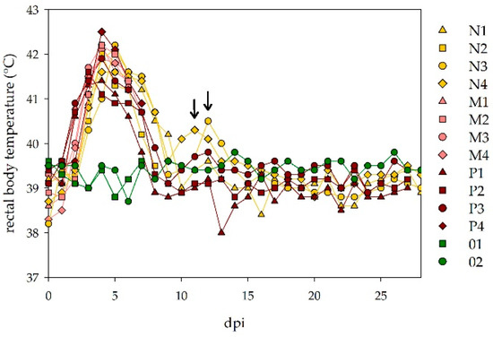 Diagnosis and Pathogenesis of Nairobi Sheep Disease Orthonairovirus ...