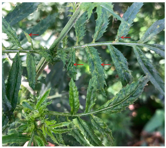 Metagenomic Analysis of Marigold: Mixed Infection Including Two New Viruses