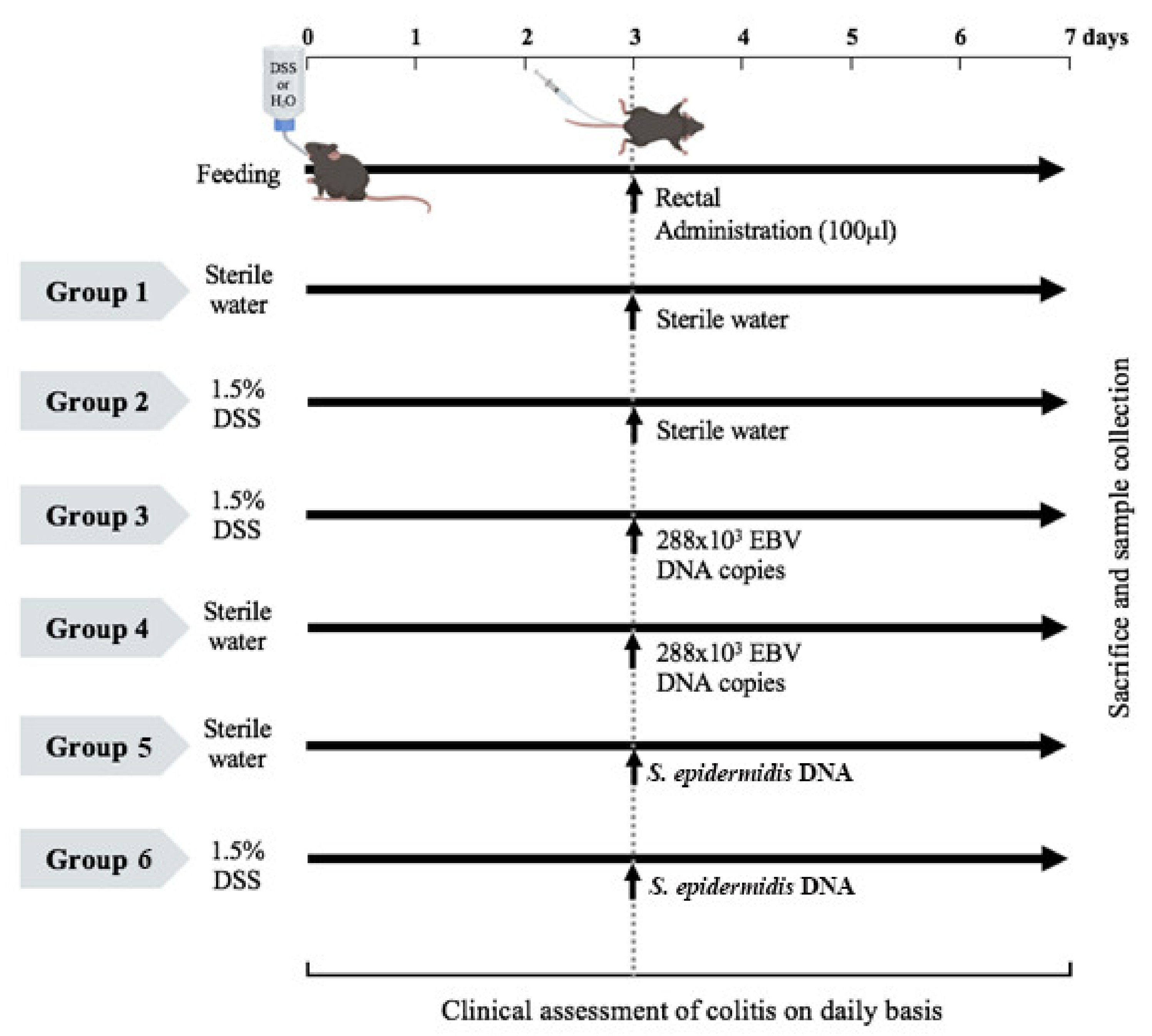 Epstein–Barr Virus DNA Exacerbates Colitis Symptoms in a Mouse Model of ...