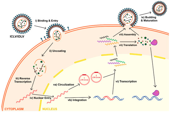 Viruses | Free Full-Text | Lentiviral Vectors for Delivery of Gene-Editing Systems Based on ...