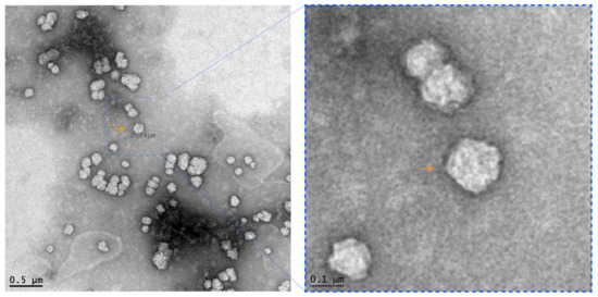 Identification of a Ruminant Origin Group B Rotavirus Associated with ...