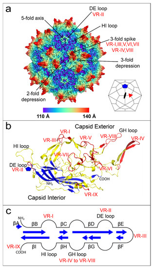 Adeno-Associated Virus (AAV) Gene Delivery: Dissecting Molecular ...