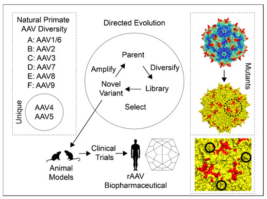 Adeno-Associated Virus (AAV) Gene Delivery: Dissecting Molecular Interactions upon Cell Entry