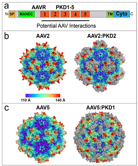 Adeno-Associated Virus (AAV) Gene Delivery: Dissecting Molecular ...