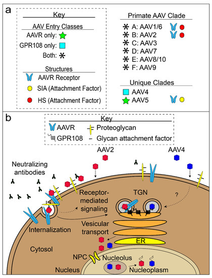 Adeno-Associated Virus (AAV) Gene Delivery: Dissecting Molecular ...