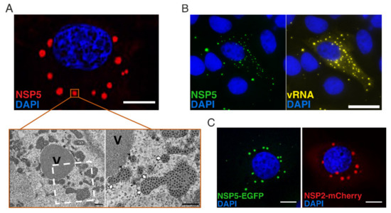 Viroplasms: Assembly and Functions of Rotavirus Replication Factories