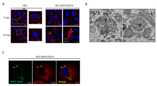 Viroplasms: Assembly and Functions of Rotavirus Replication Factories