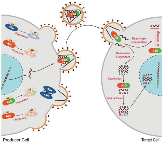 Human APOBEC3 Variations and Viral Infection